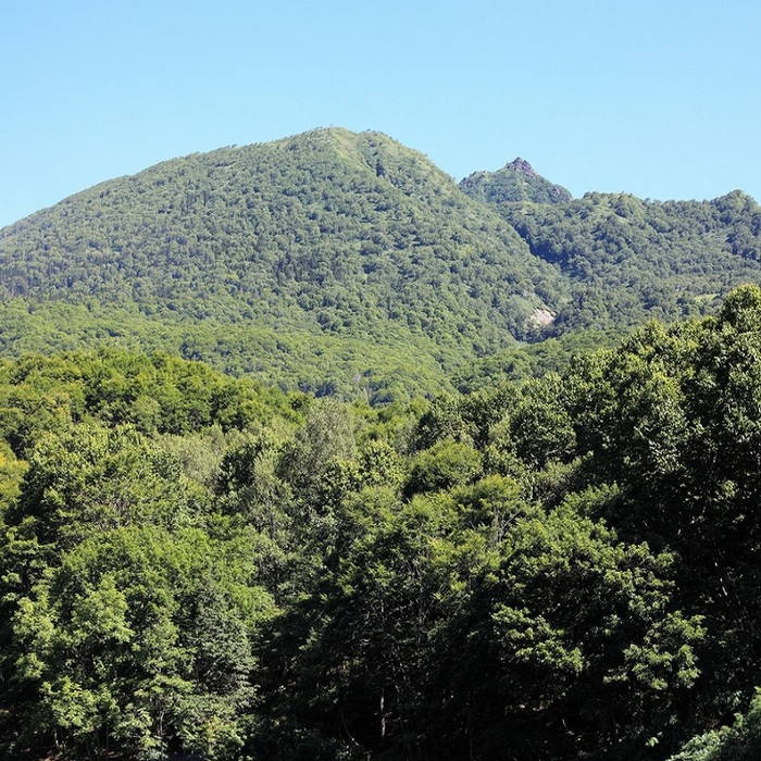 Mixed forest land up to 5ha / Smíšené lesní pozemky do 5ha :: WOOD-ONLINE